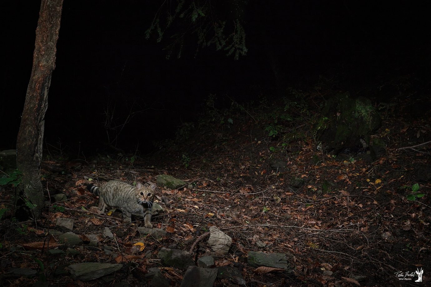 "Mysterious little beast is returning to our forests" - Rare sightings ...