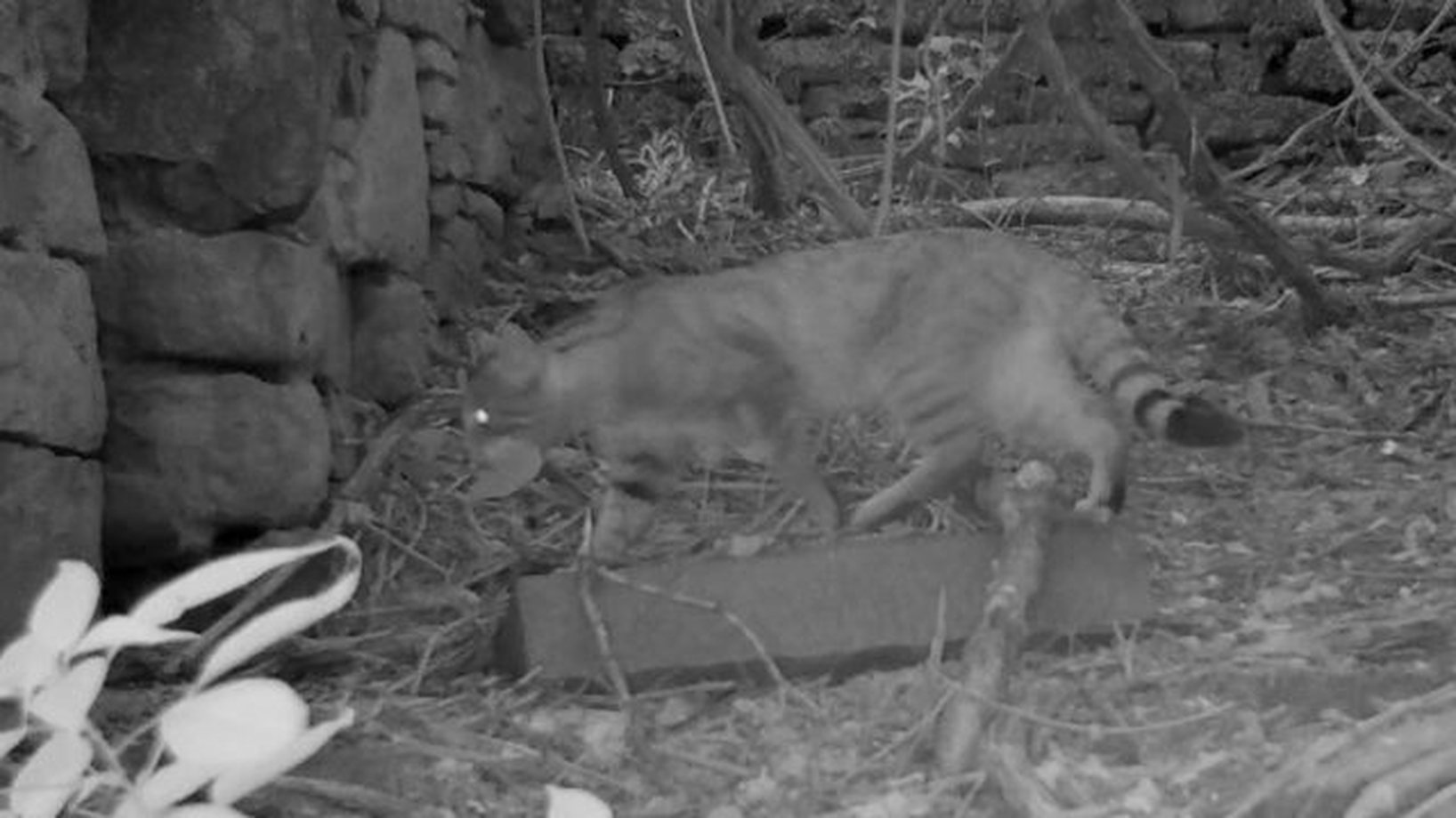 "Mysterious little beast is returning to our forests" - Rare sightings ...