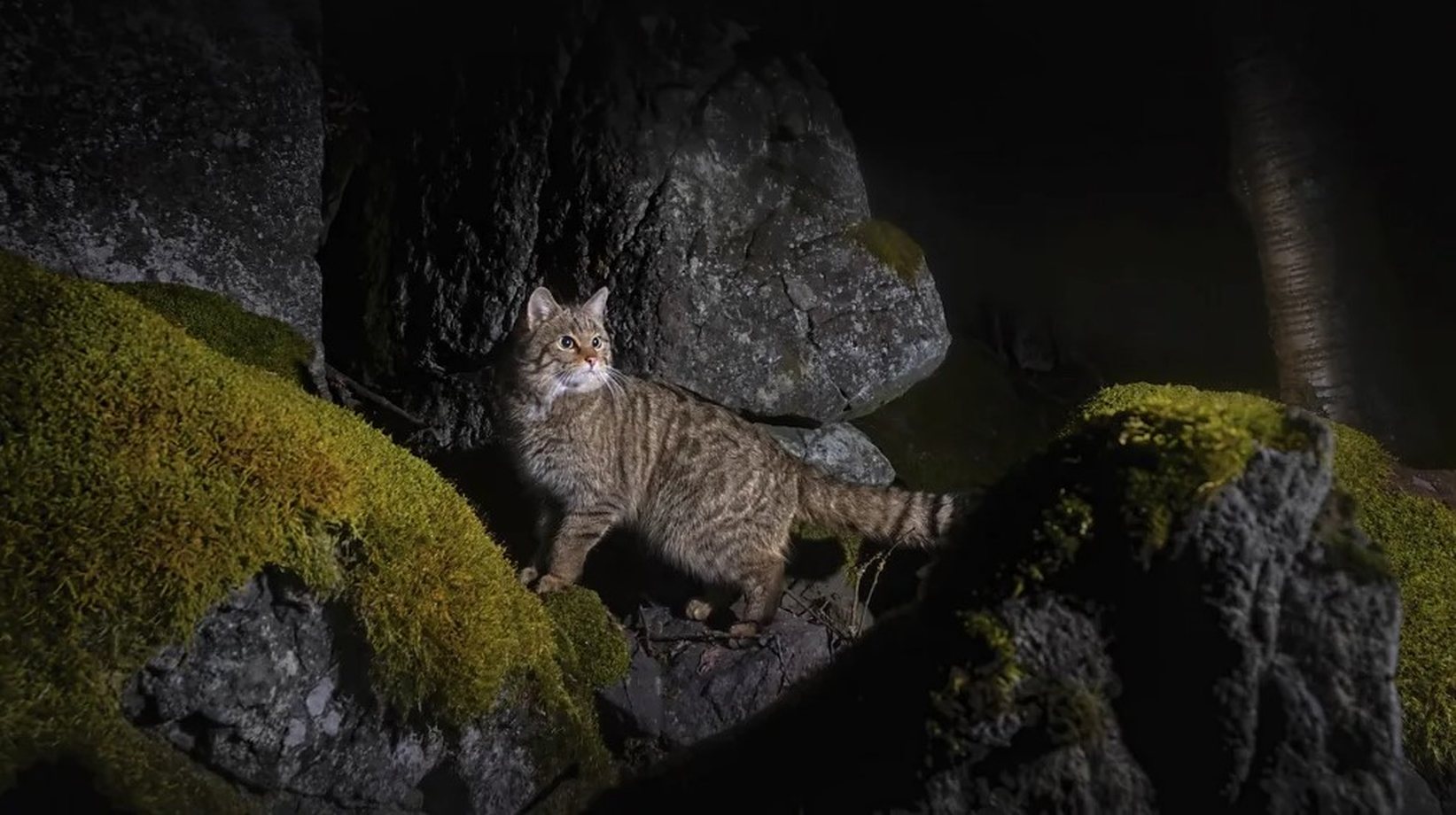 "Mysterious little beast is returning to our forests" - Rare sightings ...