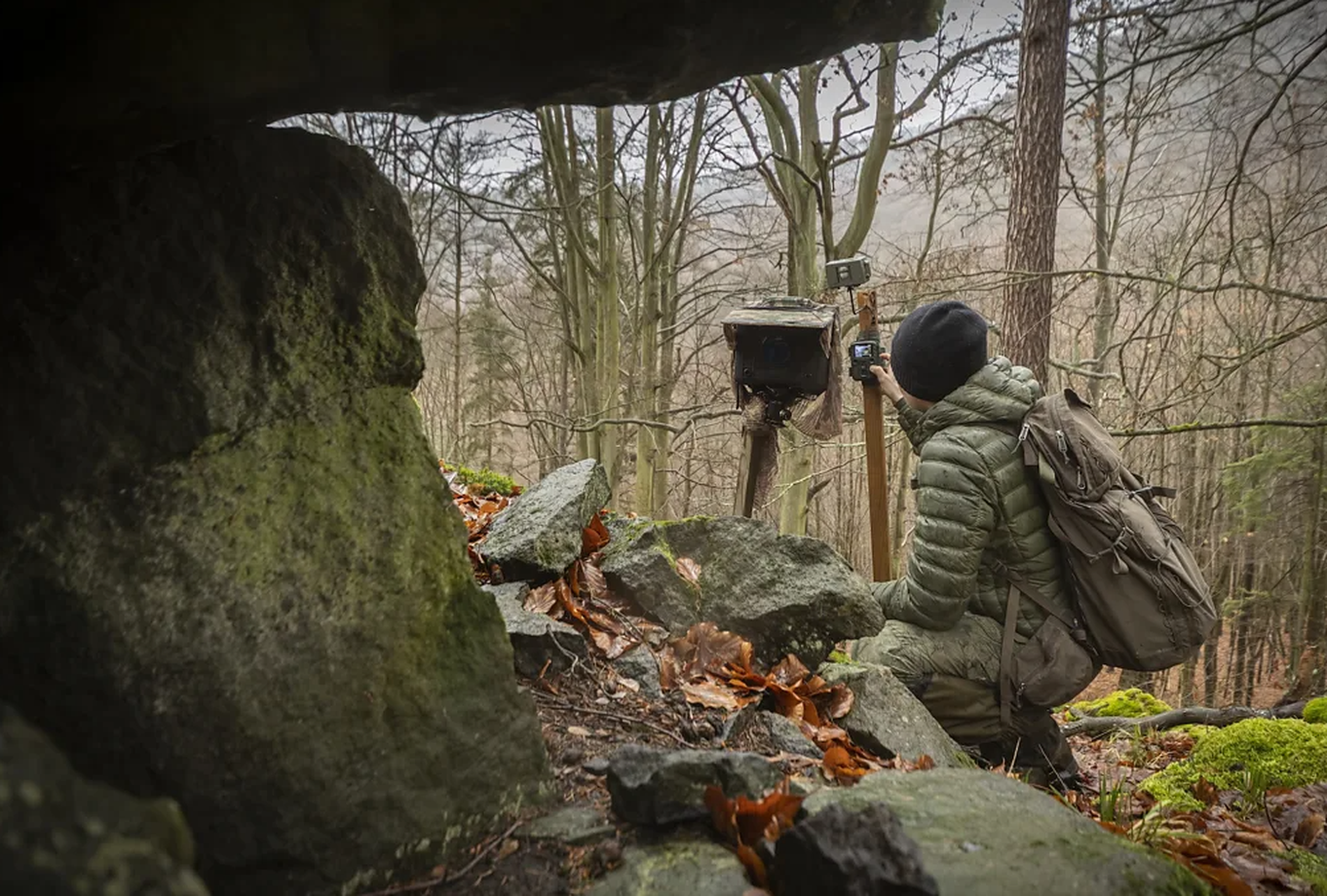 "Mysterious little beast is returning to our forests" - Rare sightings ...