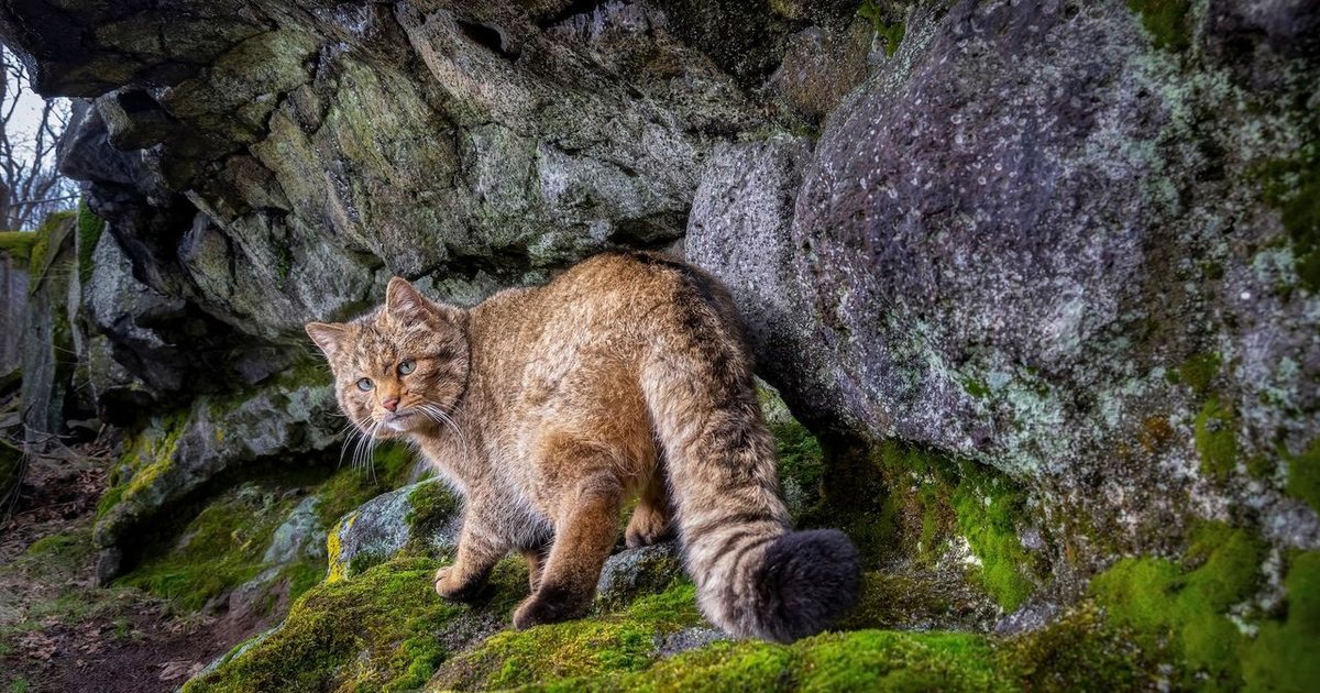 "Mysterious little beast is returning to our forests" - Rare sightings ...